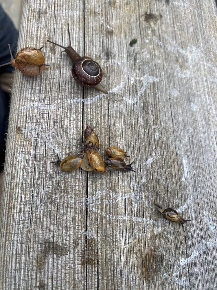 Spennende ny skolegård